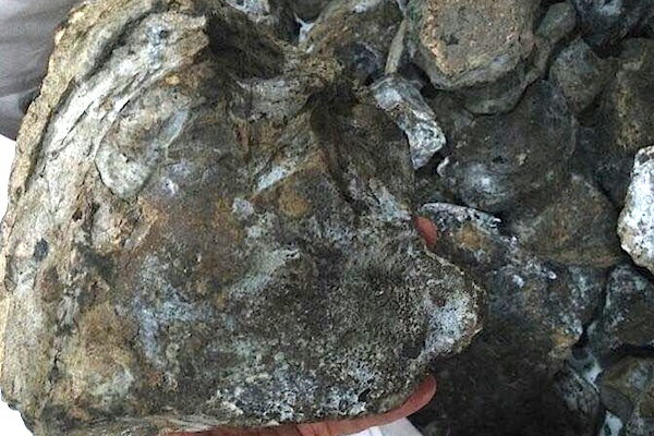 identificar ámbar gris